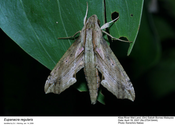 The Sphingidae of Southeast-Asiaby Jan Beck & Ian J. Kitching The Moths of Borneo Par 3 p 149